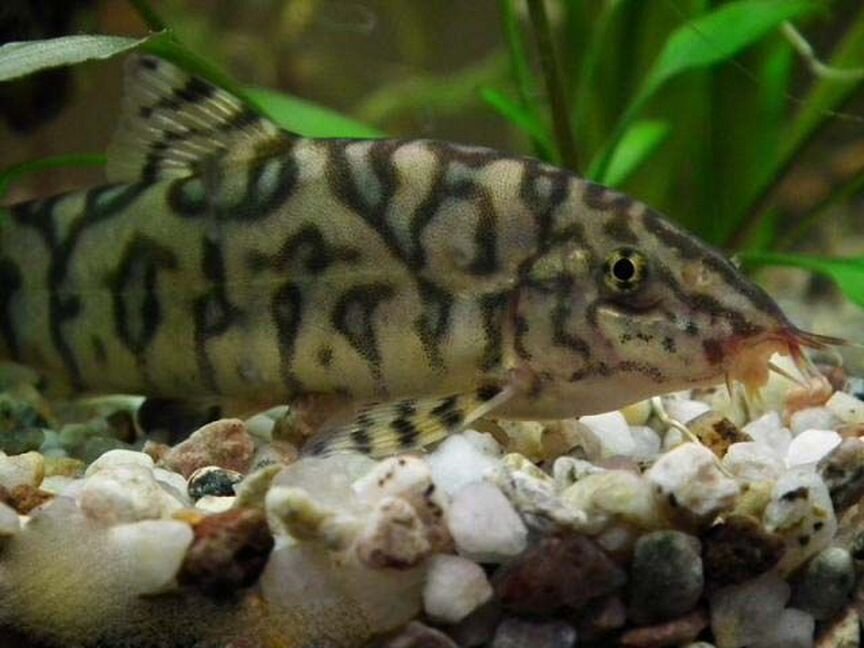 Боция мраморная или лохаката