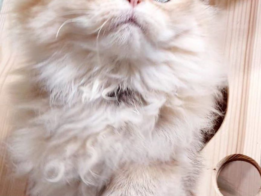Красивейший котик золотая шиншилла дш