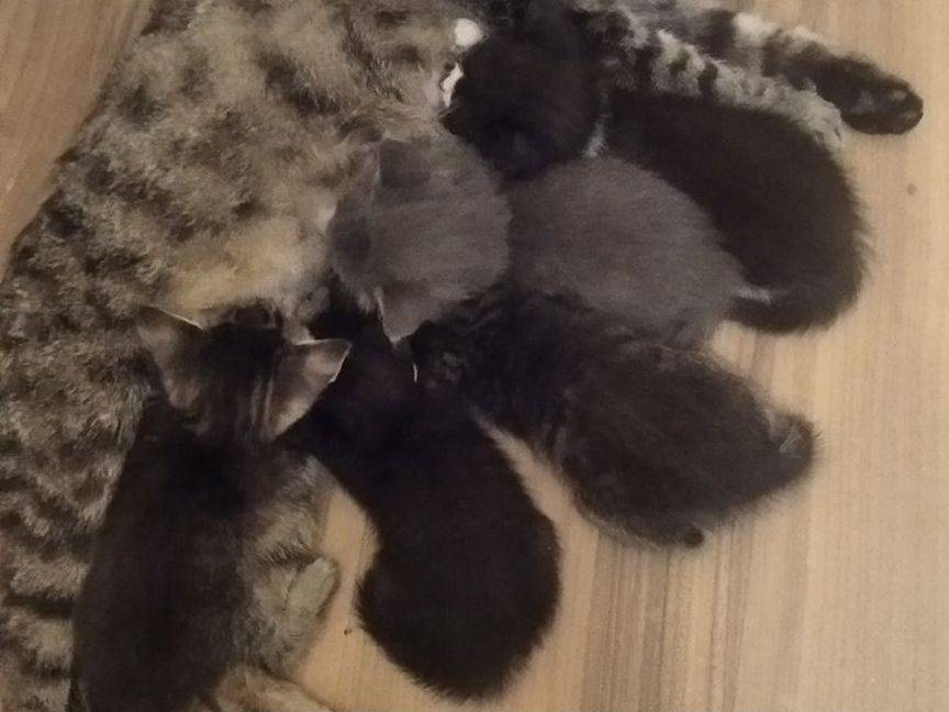 Котики шотландцы