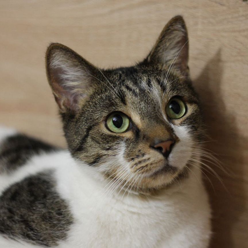 Красавец кот Рамзес l