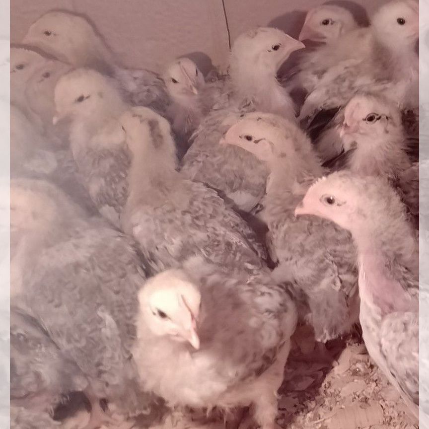 Цыплята master Грэй