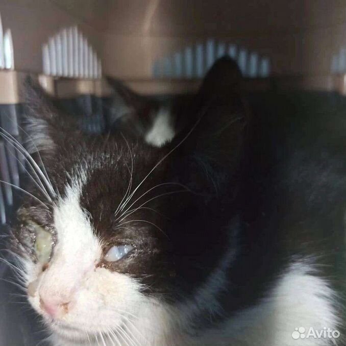 Котята потеряли глаза нужно лечение