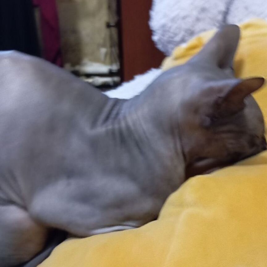 Продам кота