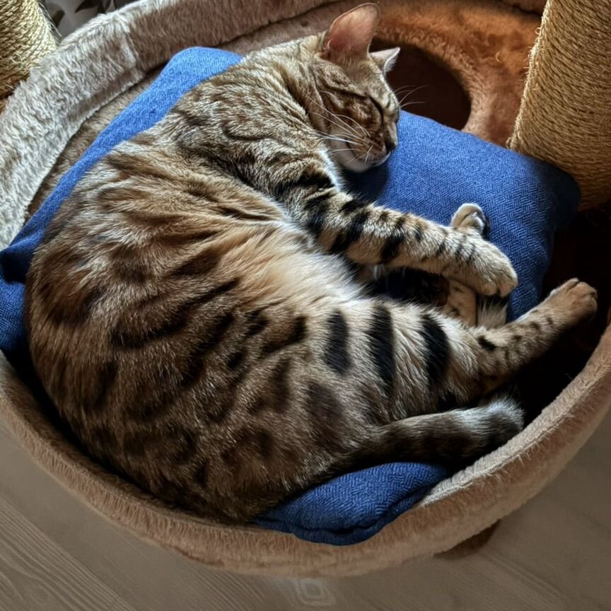 Отдам бенгальскую кошку