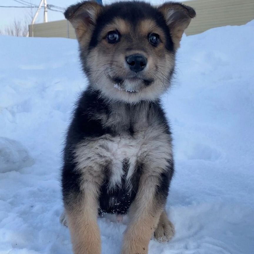 Щенок в добрые руки. Шмелик