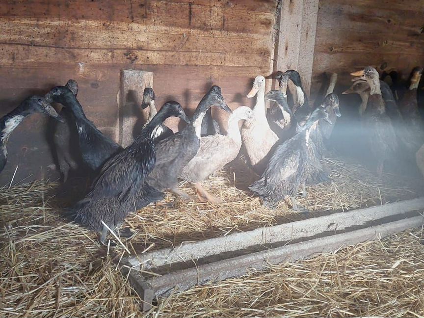 Инкубационное яйцо утки Индийский бегунок