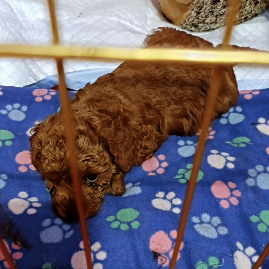 Карликовый пудель, щенок