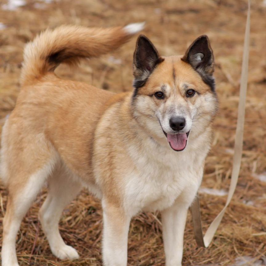 Собака в добрые руки