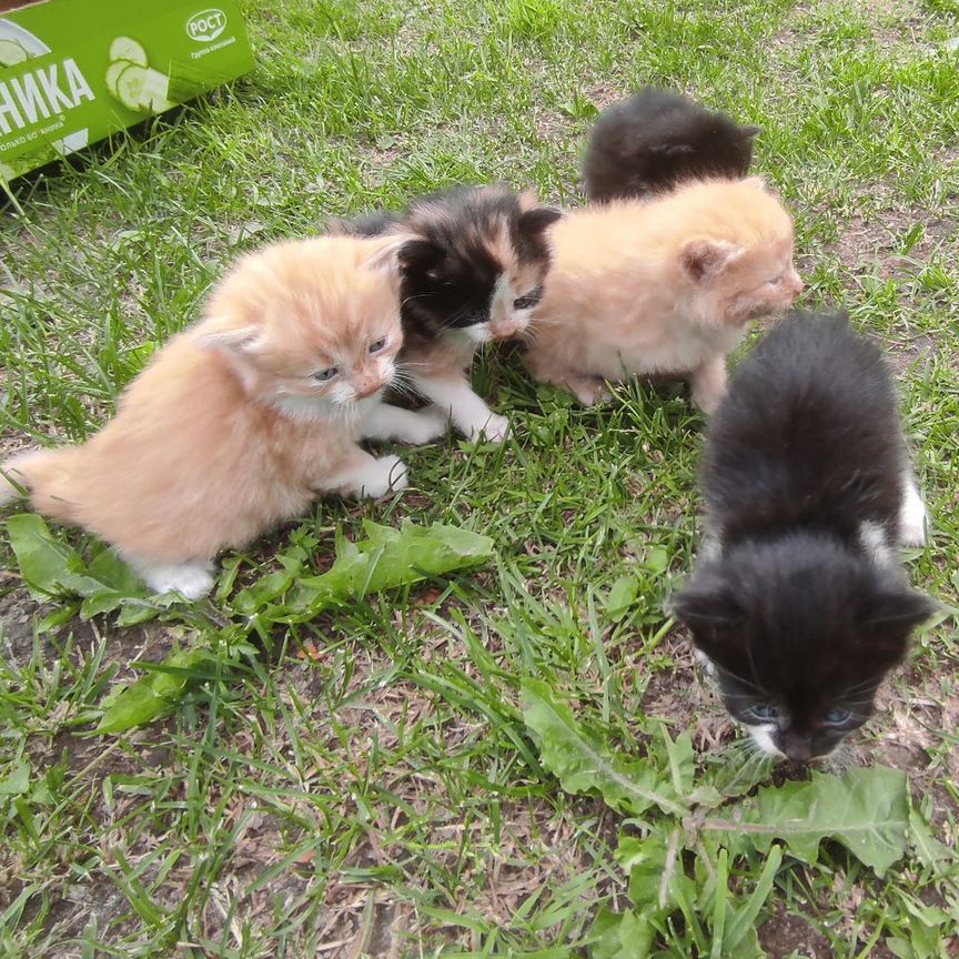 Котята в добрые руки
