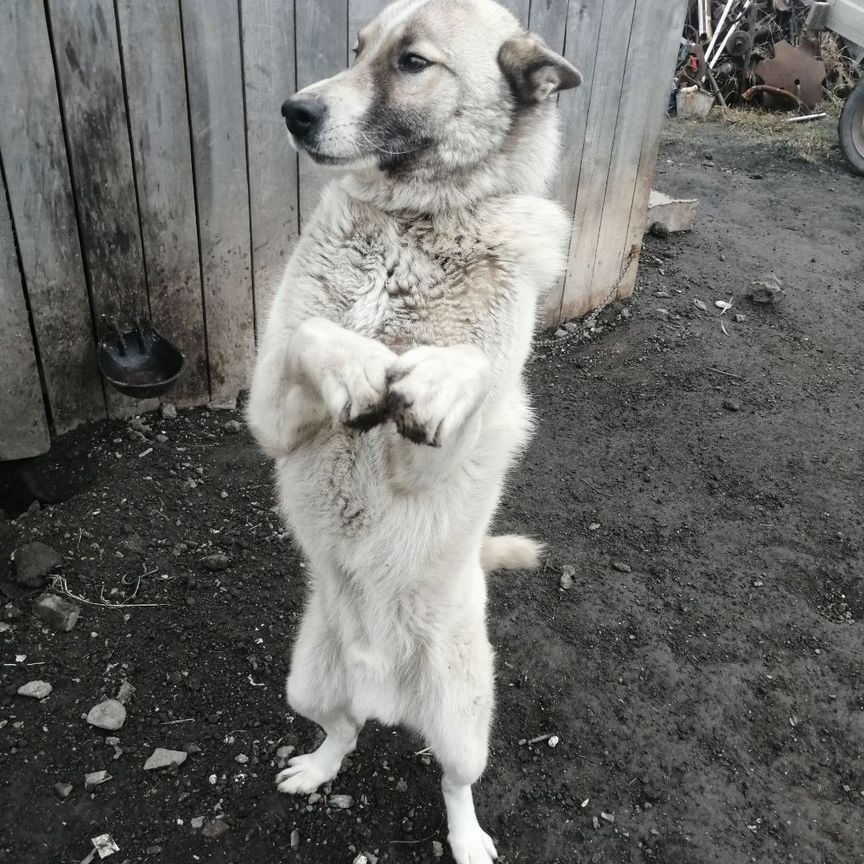 Западно сибирская лайка