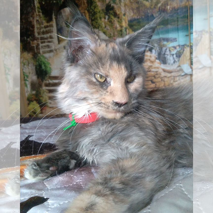 Кошечка мейн-кун