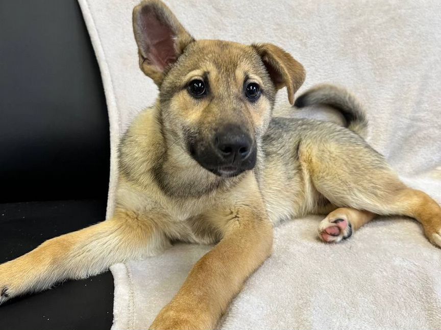 Щенок в добрые руки