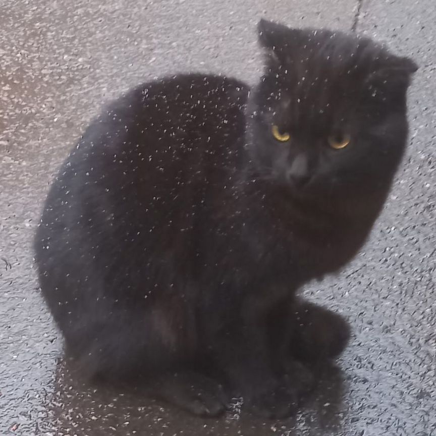 Британский короткошёрстный котёнок