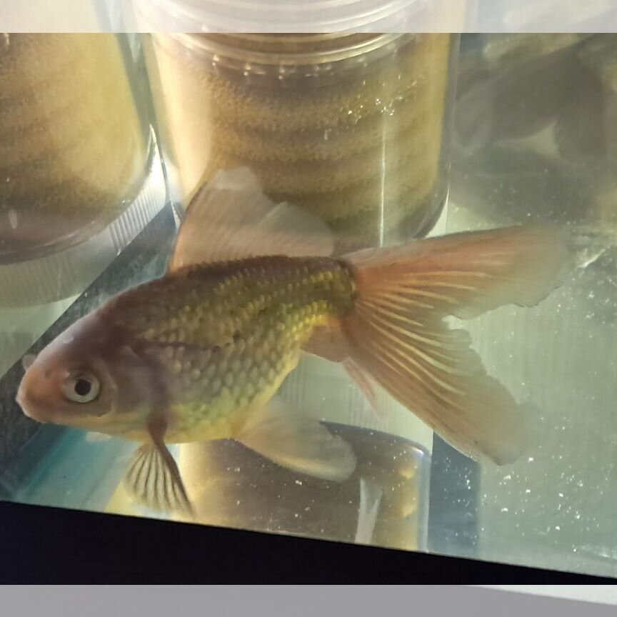 Золотая рыбка