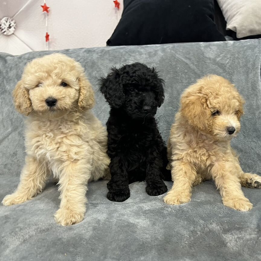 Пудель, щенок