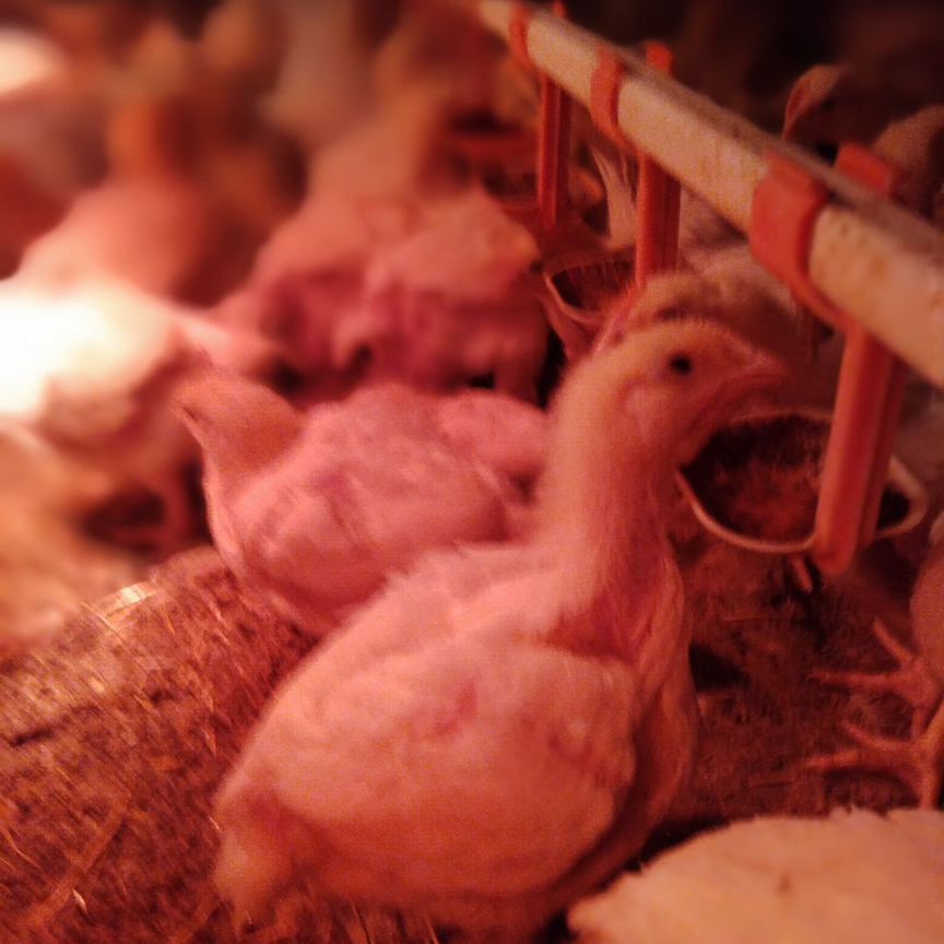 Цыплята бройлеры кобб 500подрощенные