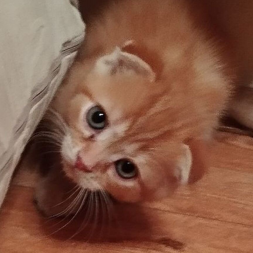 Котёнок от частного владельца