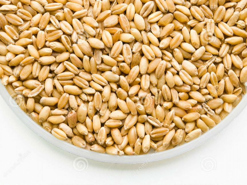 Зерно (озимая пшеница)