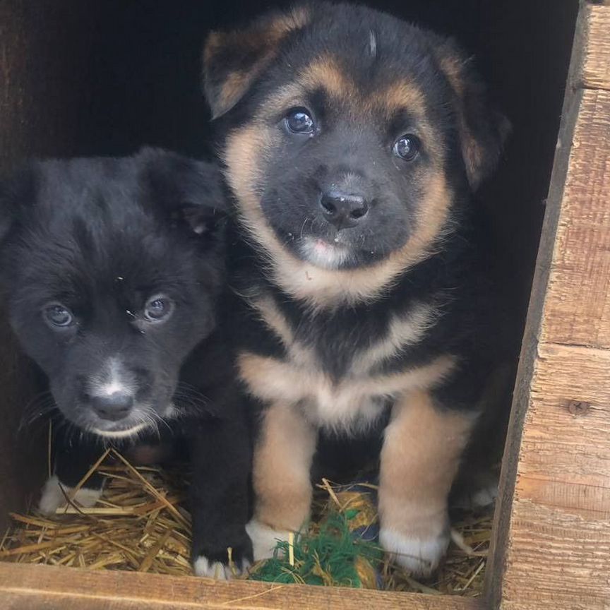 Щенок в добрые руки