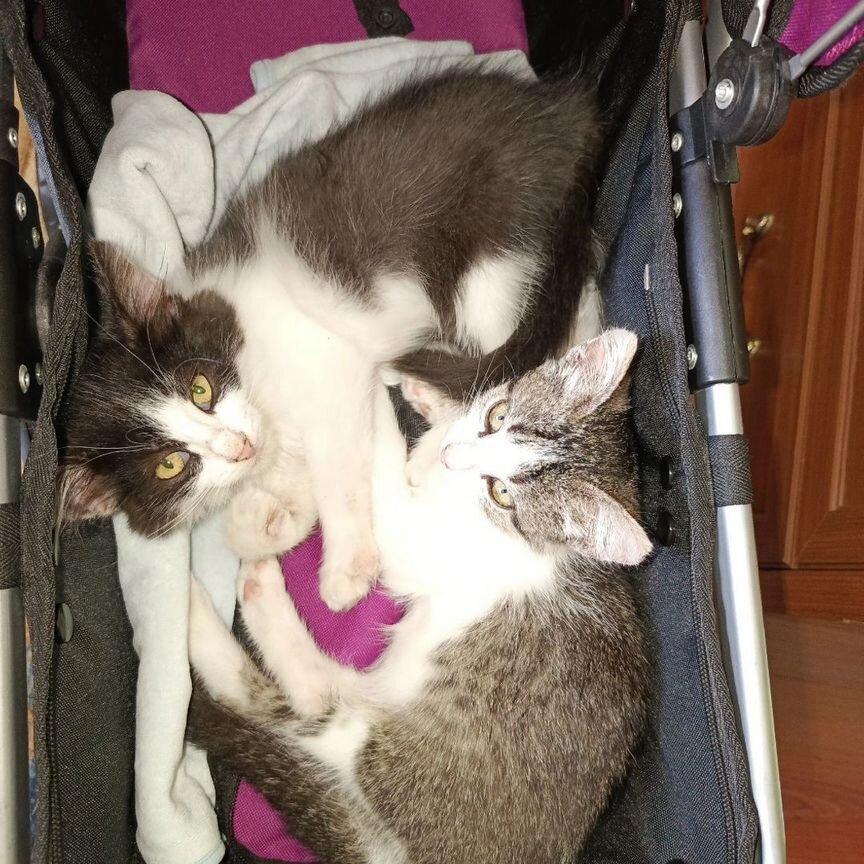 Котята, мальчик и девочка