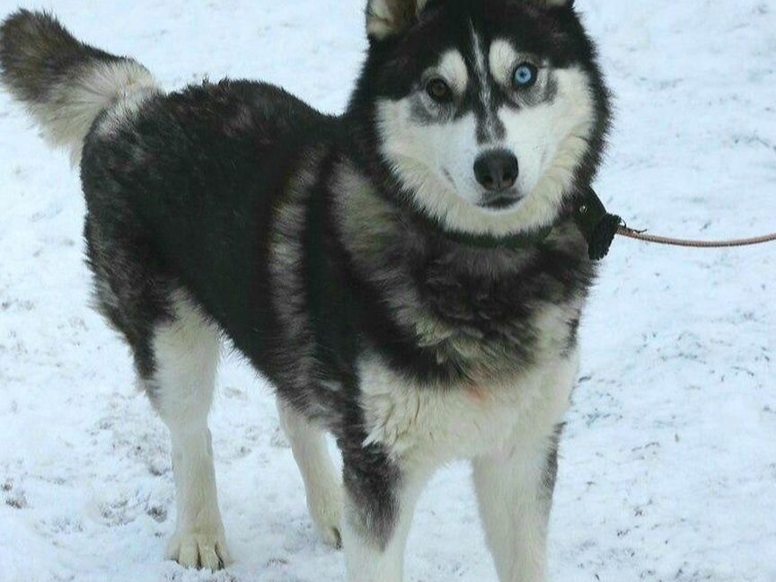 Красавица Айка ищет дом