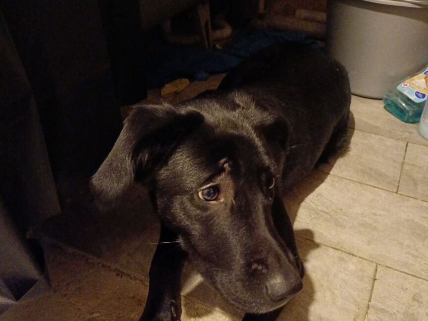 Собака в добрые руки отдам бесплатно