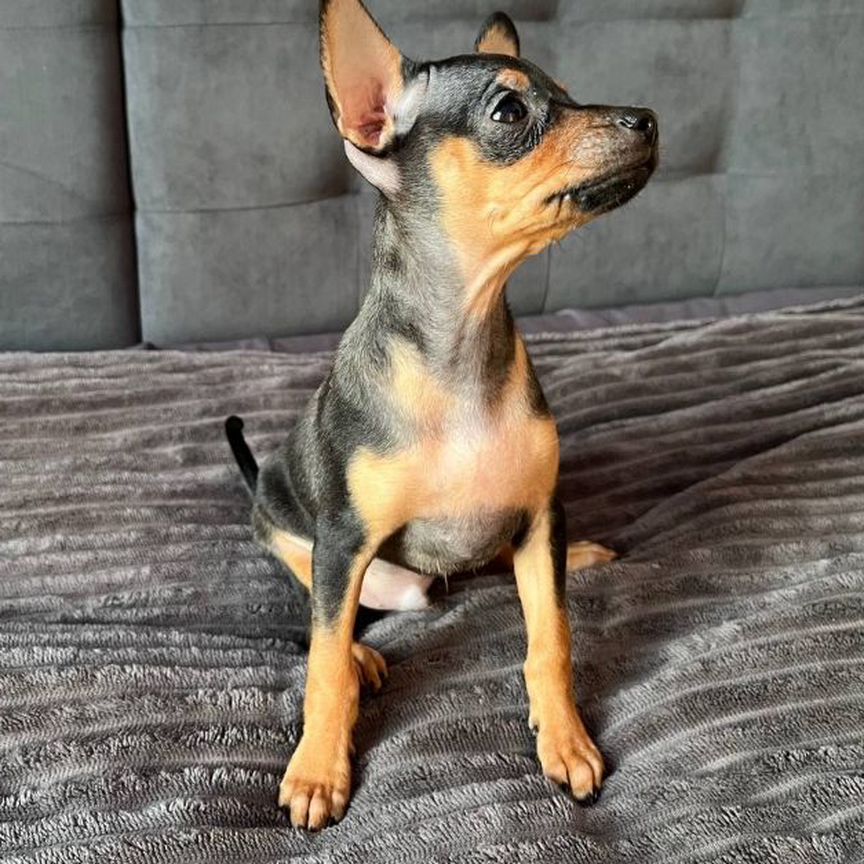 Русский той-терьер, щенок