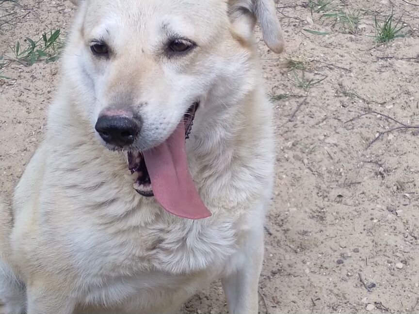 Юки ищет дом