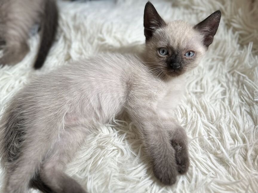 Тайские котята