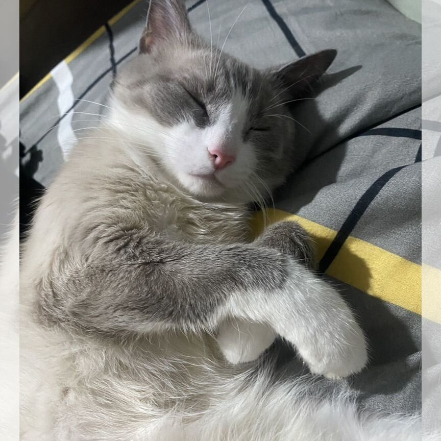 Сибирский, взрослый кот