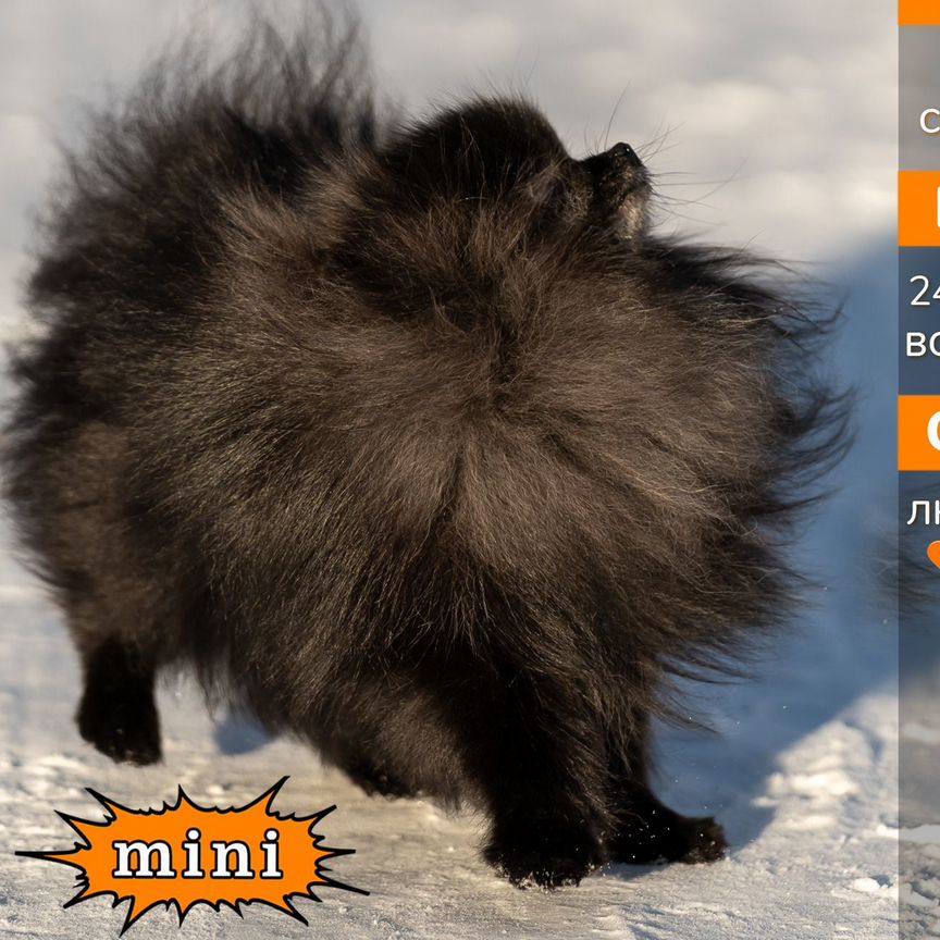 Померанский шпиц, щенок