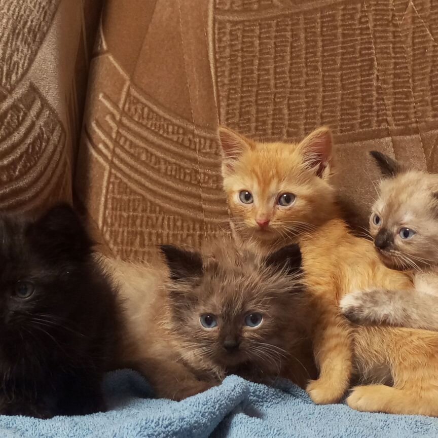 Котята в добрые руки