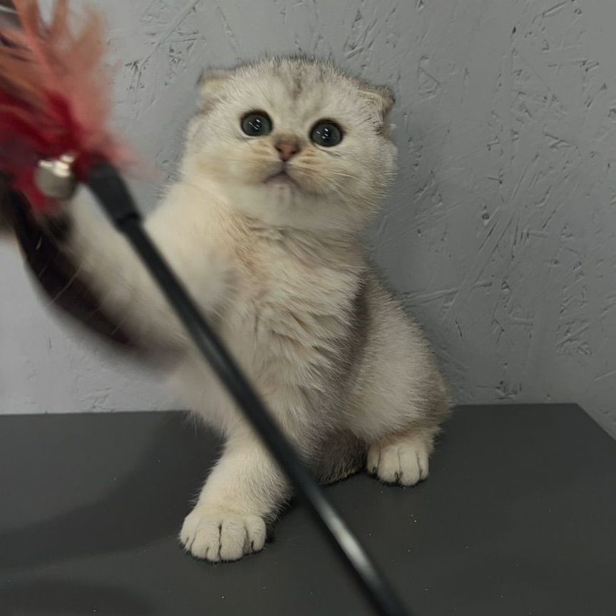 Вислоухий котик