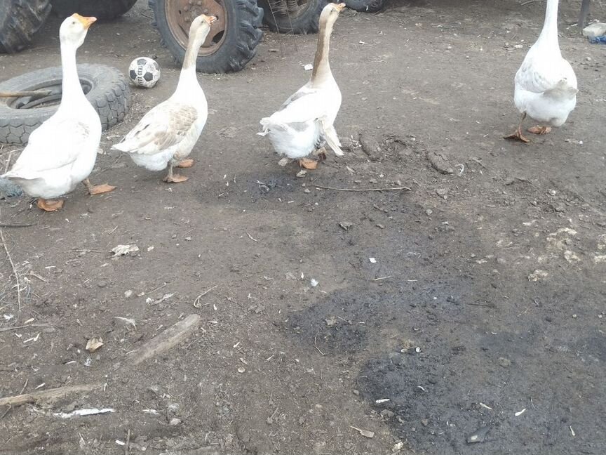 Гуси и ути