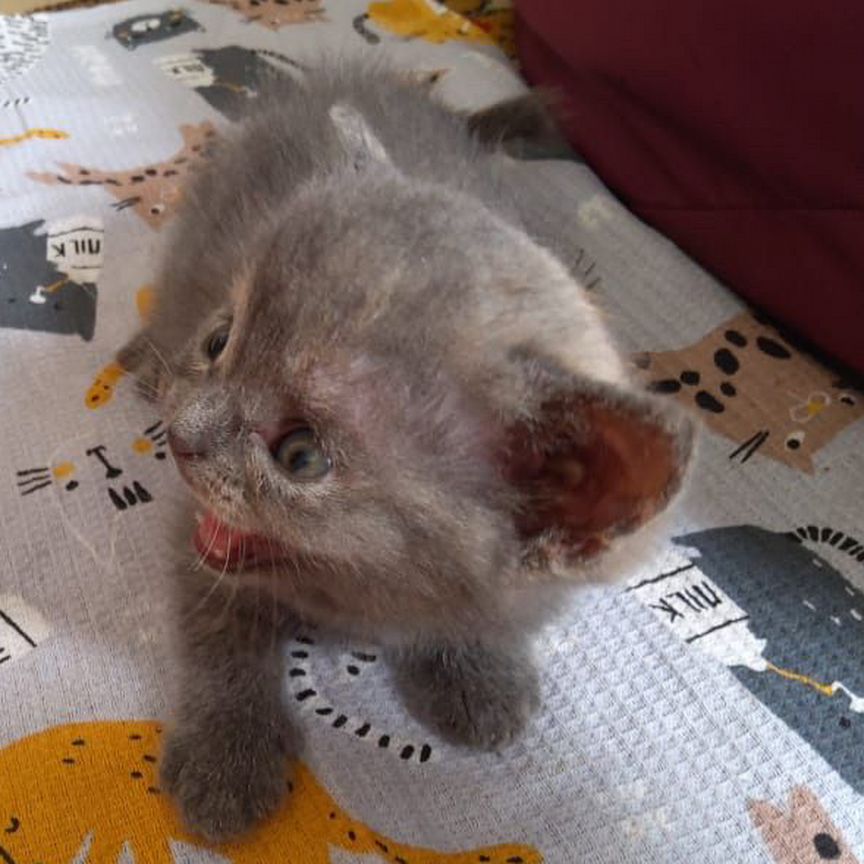 Котенок
