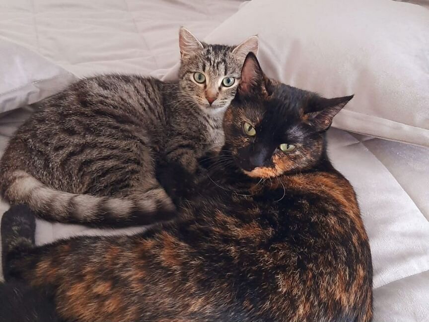 Сиротки ищут дом