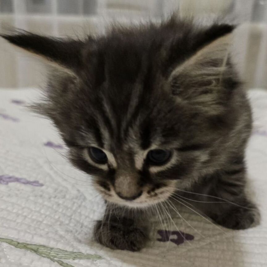 Мейн-кун котёнок