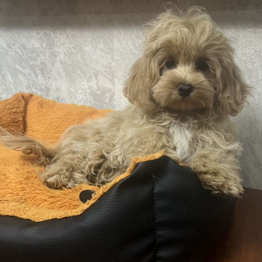 Мальтипу, щенок