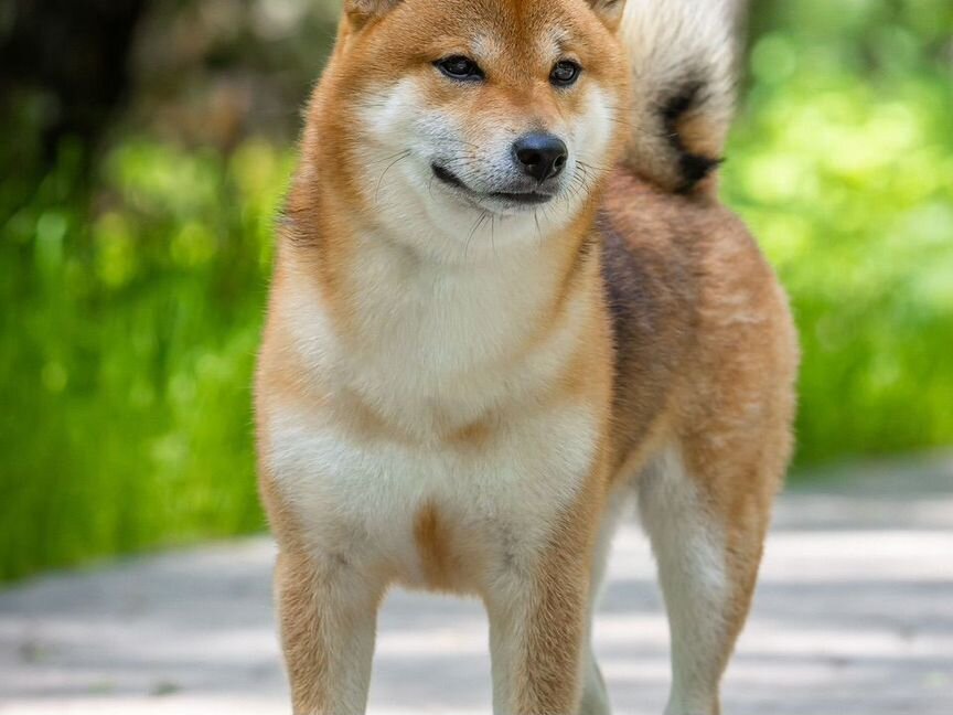 Сиба ину. Кобель на вязку. Япония