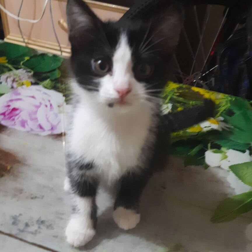 Котеночек девочка, отдам добрые руки
