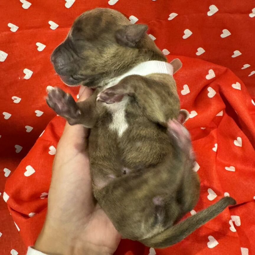 Щенки американского стаффорда Амстафф