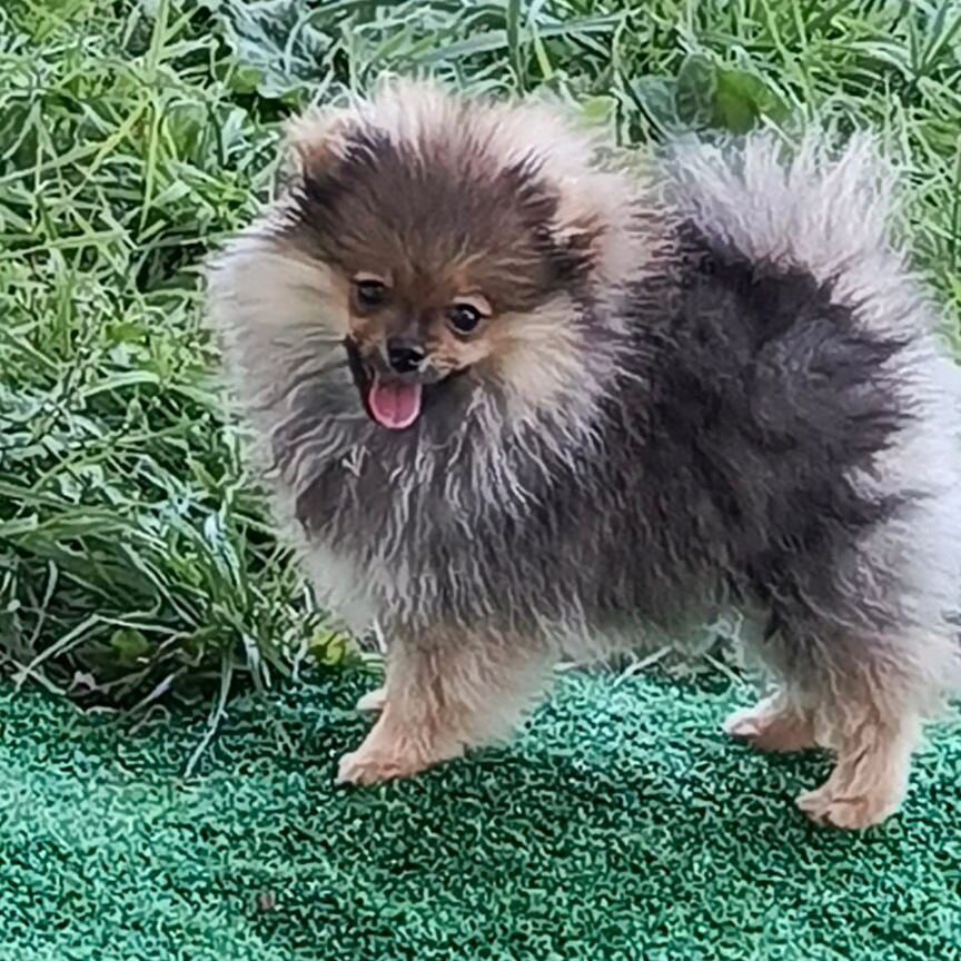 Померанский шпиц