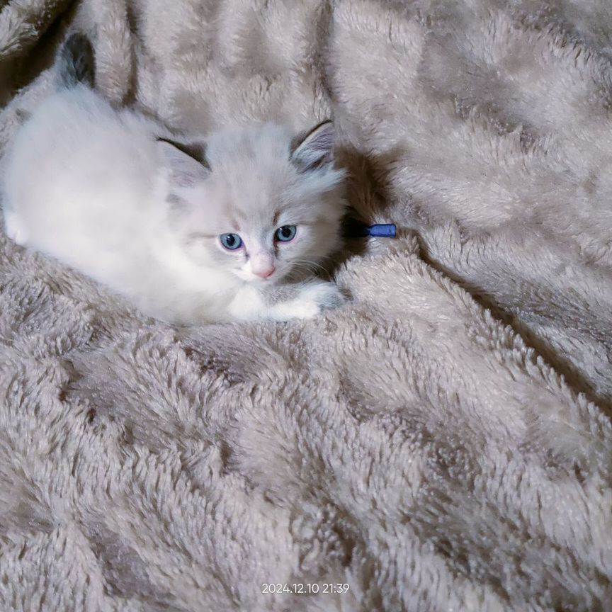 Котята в добрые руки бесплатно