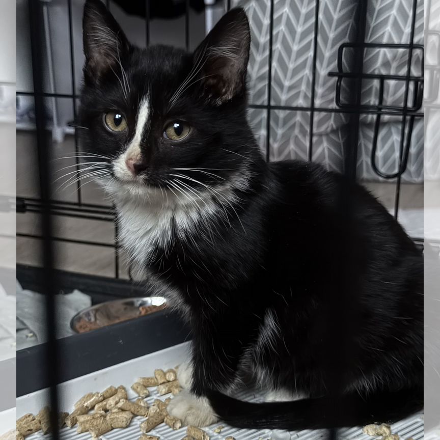 Котёнок в добрые руки