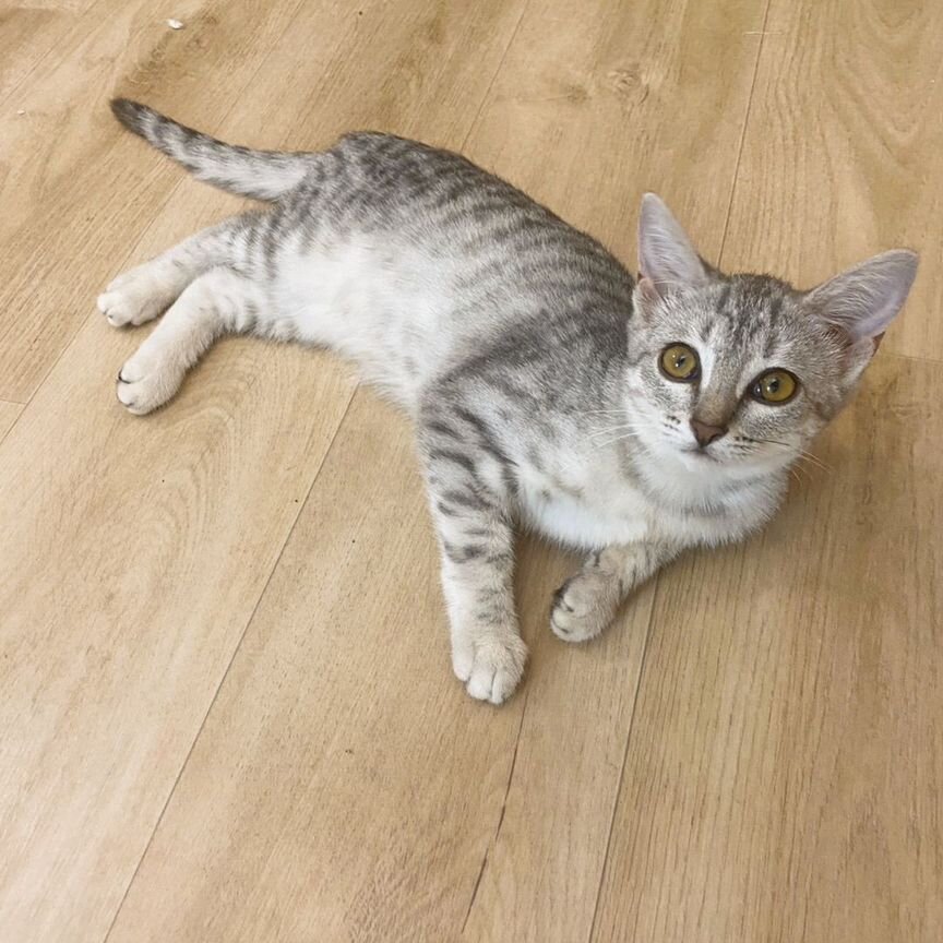 Кошечка серая. Котенок в добрые руки