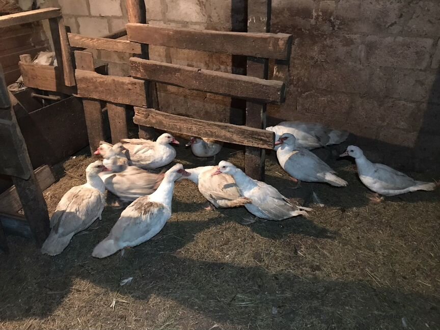 Белые индоудки