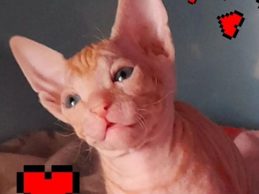 Котята Донские сфинксы. Питомник