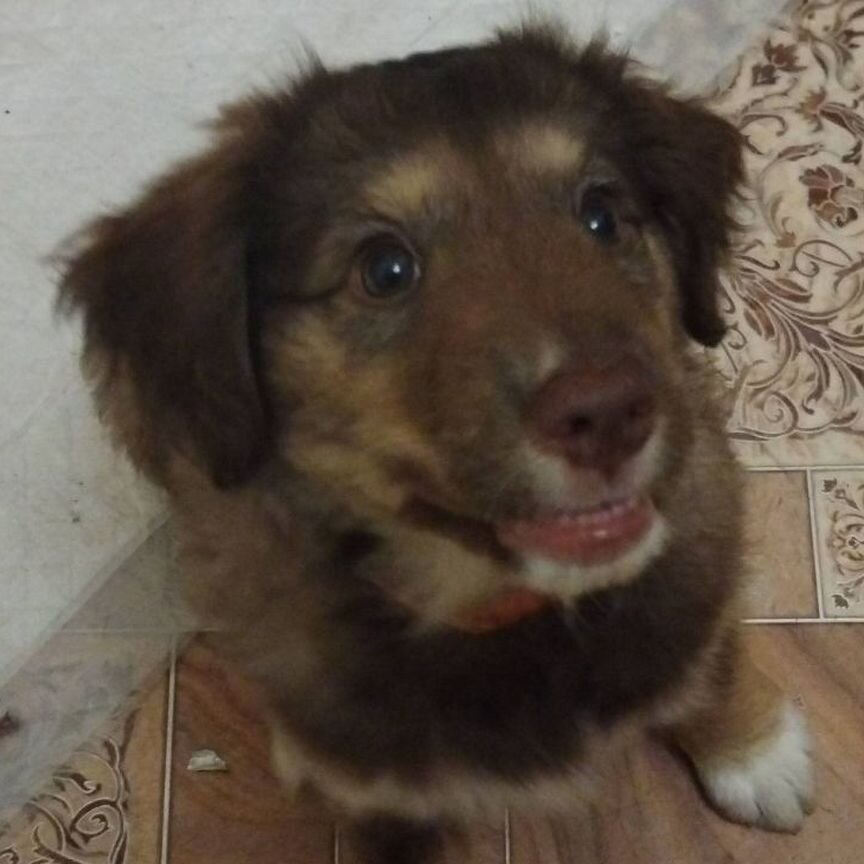 Русский охотничий спаниель, щенок