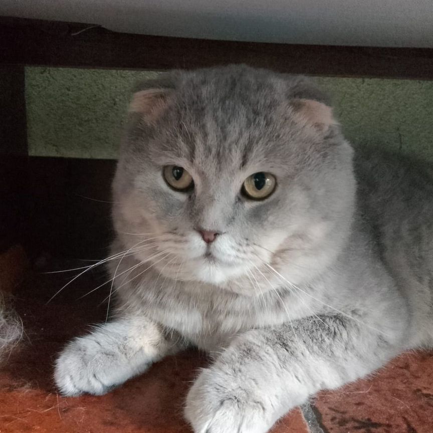 Чудесный котик ищет дом
