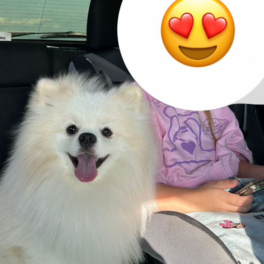 Шпиц вязка кабель